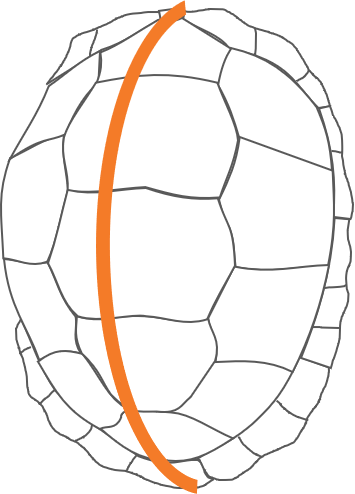 dataZone | Giant Tortoise Movement, Biology & Health Dashboard