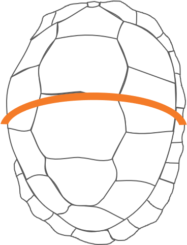 dataZone | Giant Tortoise Movement, Biology & Health Dashboard